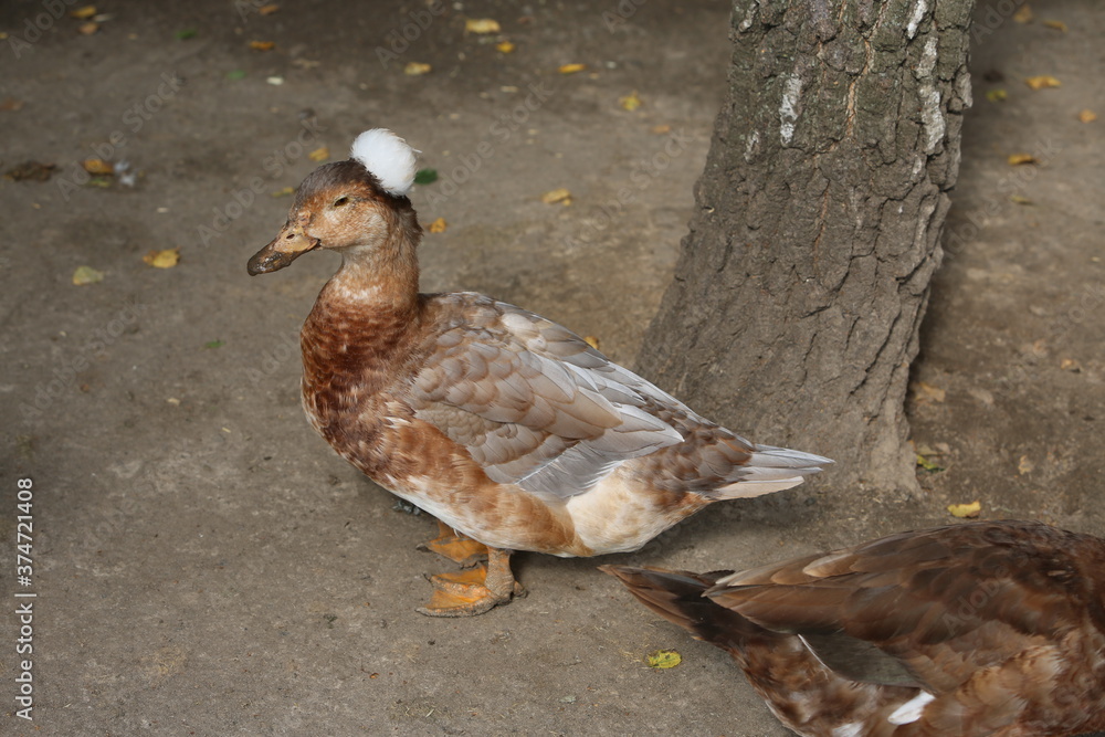 Crested Duck (Tufted, Dutch Duck), belonging to monotypic genus ...