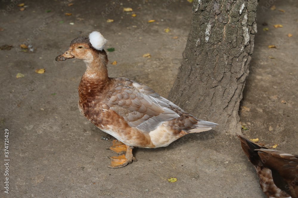 Crested Duck (Tufted, Dutch Duck), belonging to monotypic genus ...