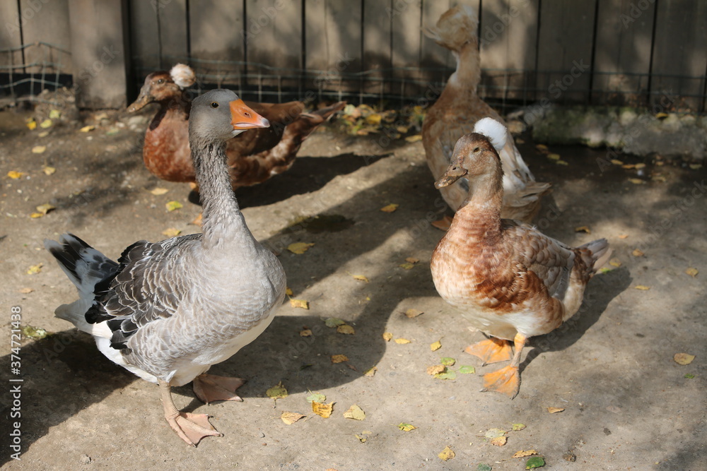 Crested Duck (Tufted, Dutch Duck), belonging to monotypic genus ...