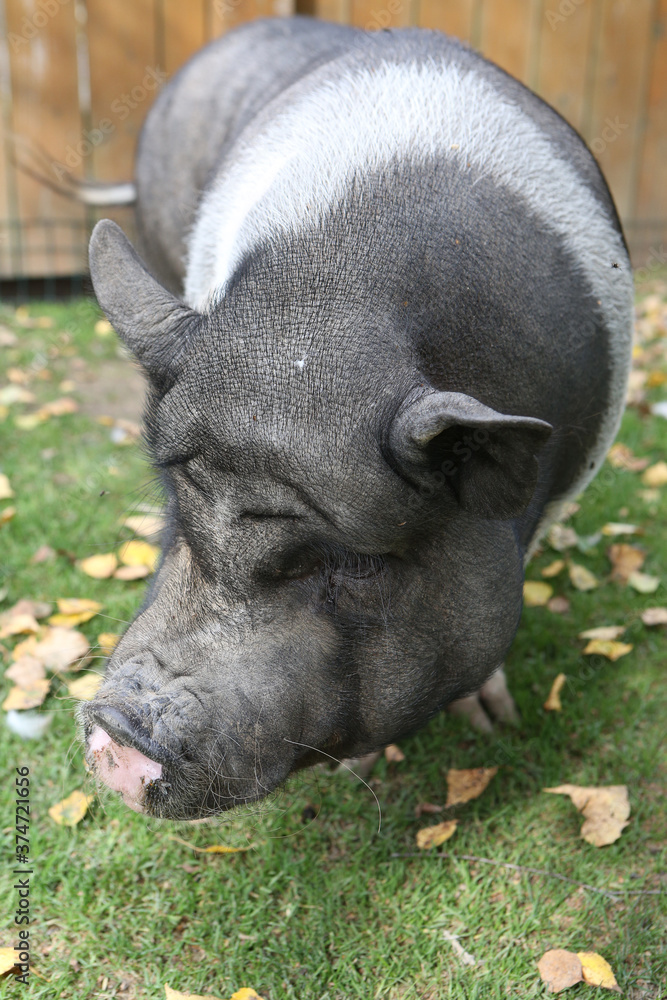 Vietnamese Pot-bellied - traditional Vietnamese breed of small domestic ...