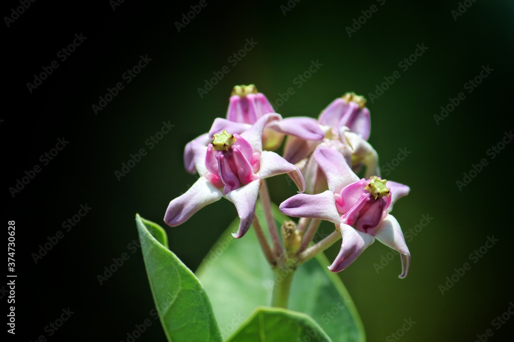 calotropis procera clown flower in nice background calotropis milk weed ...