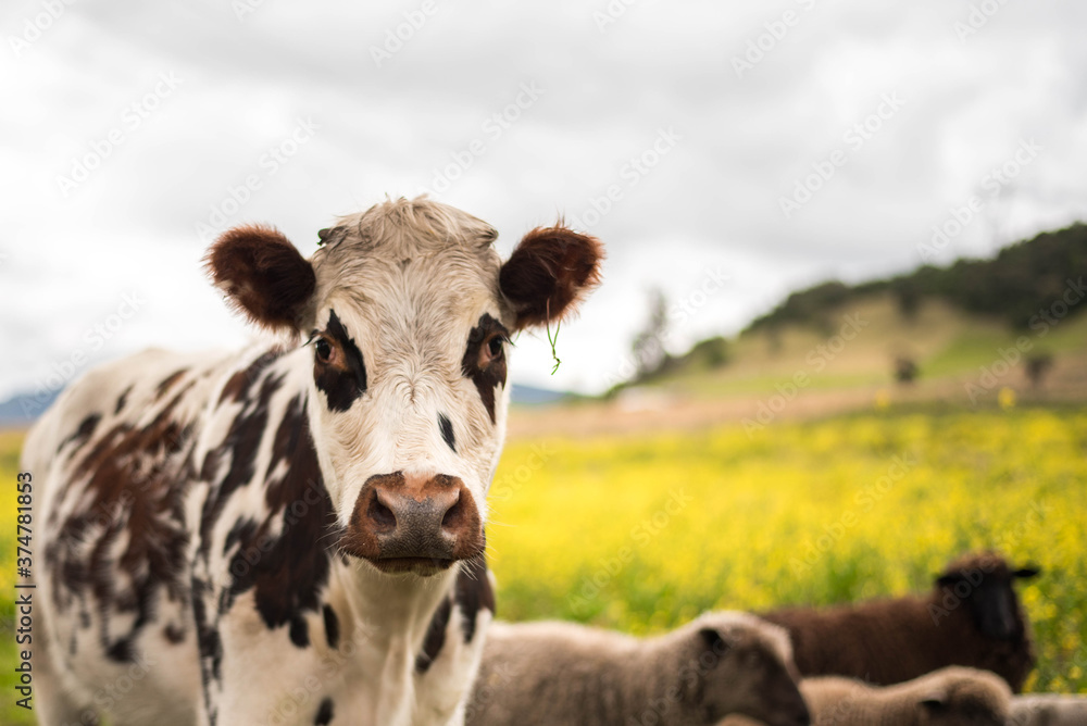 Foto de Vaca comiendo pasto do Stock | Adobe Stock