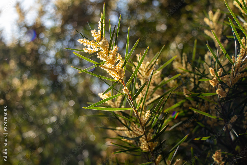Acacia doratoxylon or 'currawang' is an Australian native tree often ...