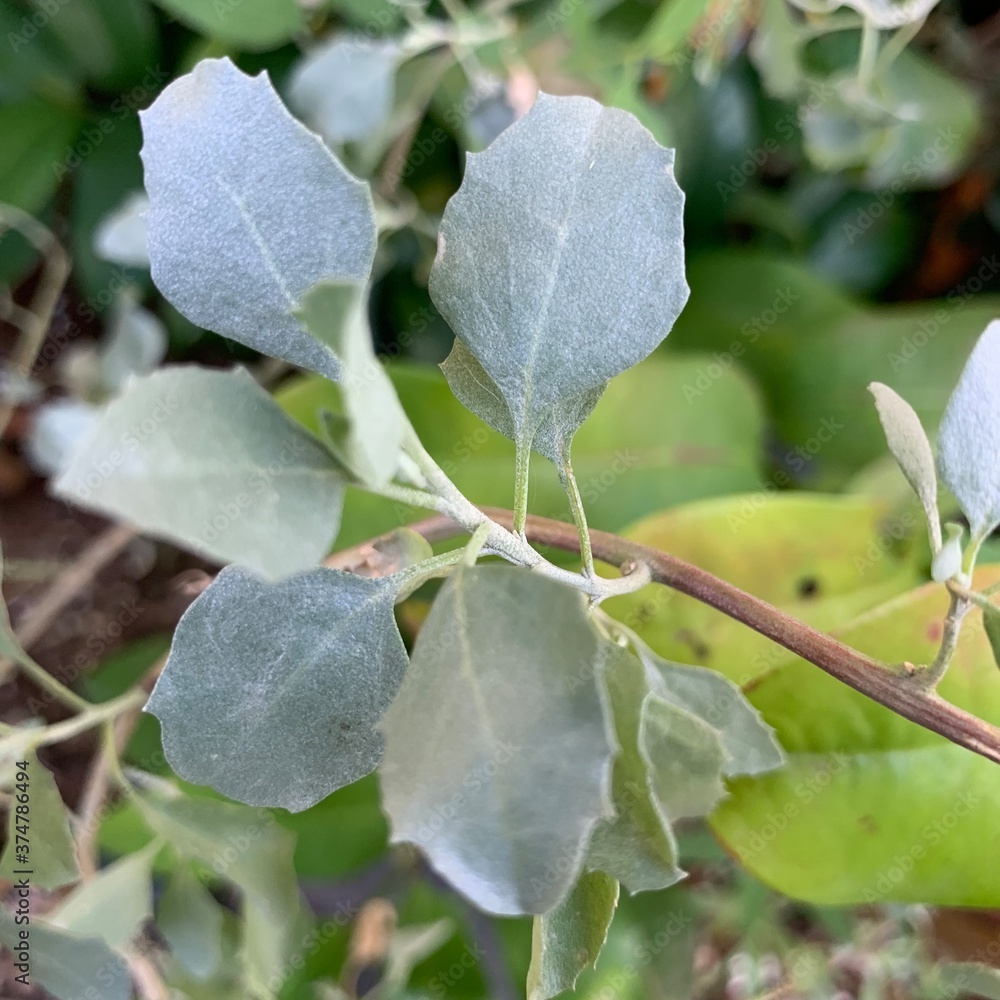Old Man Salt Bush Atriplex nummularia Stock Photo | Adobe Stock