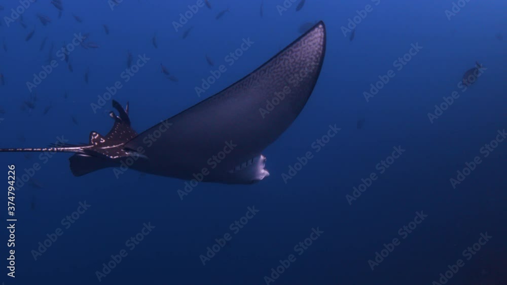 Vídeo do Stock: Underwater scene of majestic whitespotted eagle ...