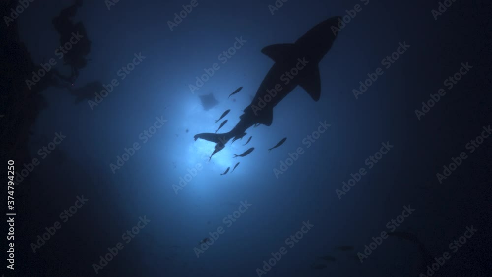 Magnificent underwater scene looking up at silhouette greynurse shark ...