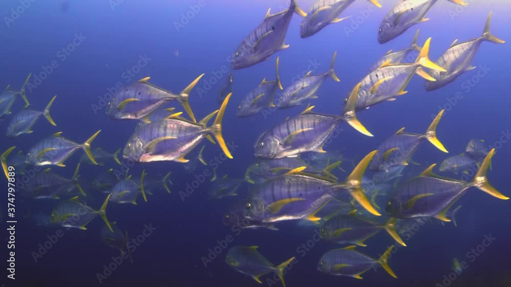 School of shiny grey colorful fish with yellow dorsal fins swim slowly ...