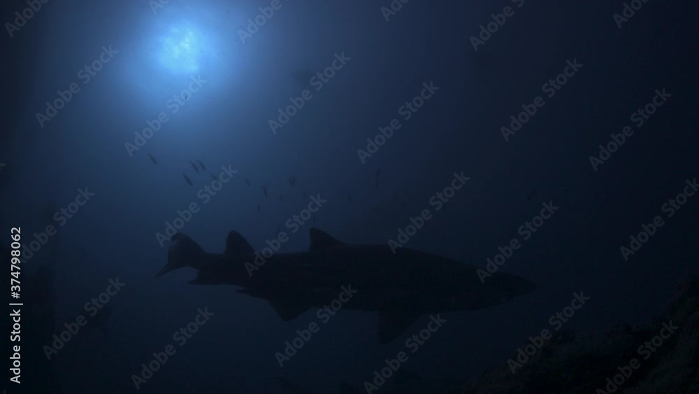 Underworld dark aquatic scene of grey nurse sand tiger shark swimming ...