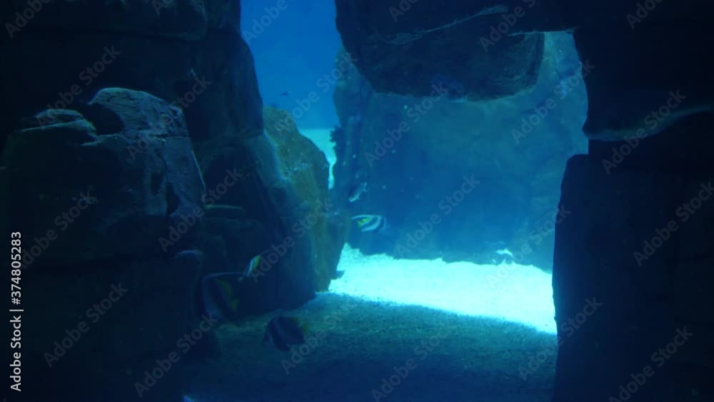 beautiful fish in deep underwater world oceanarium aquarium slow motion ...