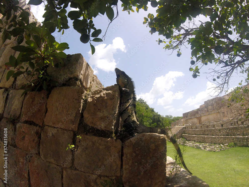 Iguana en ruinas Mayas, Uxmal México, Tren Maya Stock Photo | Adobe Stock