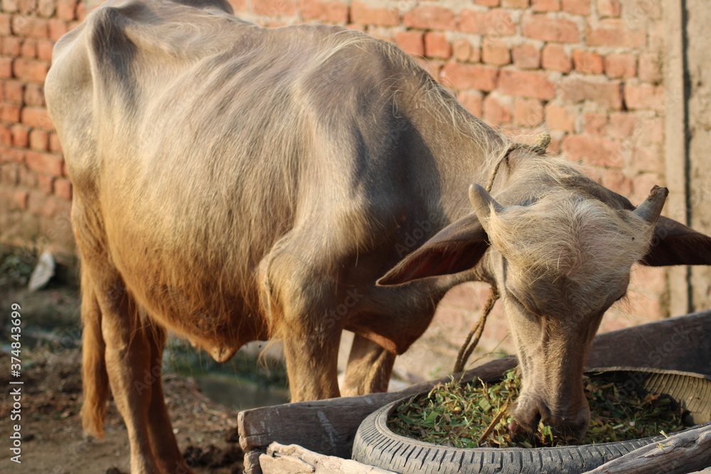 indian cow buffalo a water buffalo Stock Photo | Adobe Stock