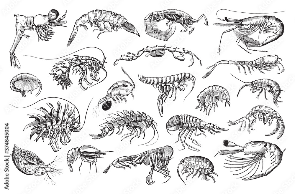Crustaceans collection - vintage engraved vector illustration from ...