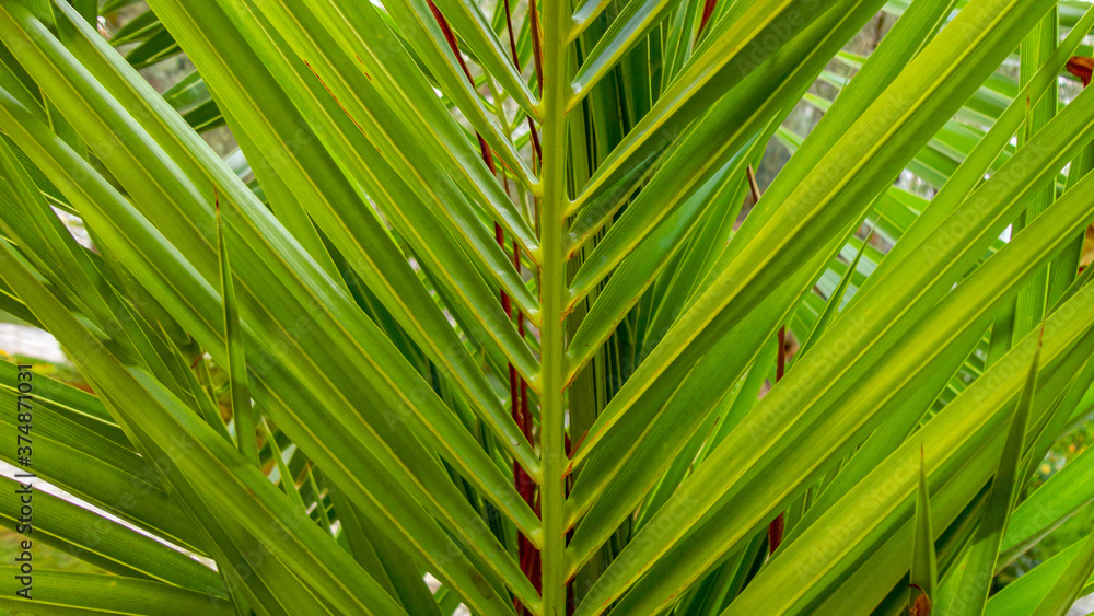 The sharp leaves of a palm tree. Palm leaf on nature green texture ...