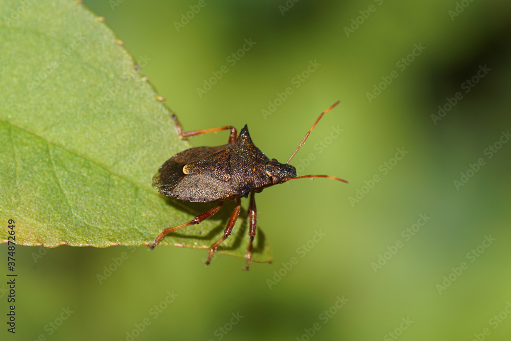 Picromerus bidens (spiny shieldbug, spiked shieldbug). Subfamily ...