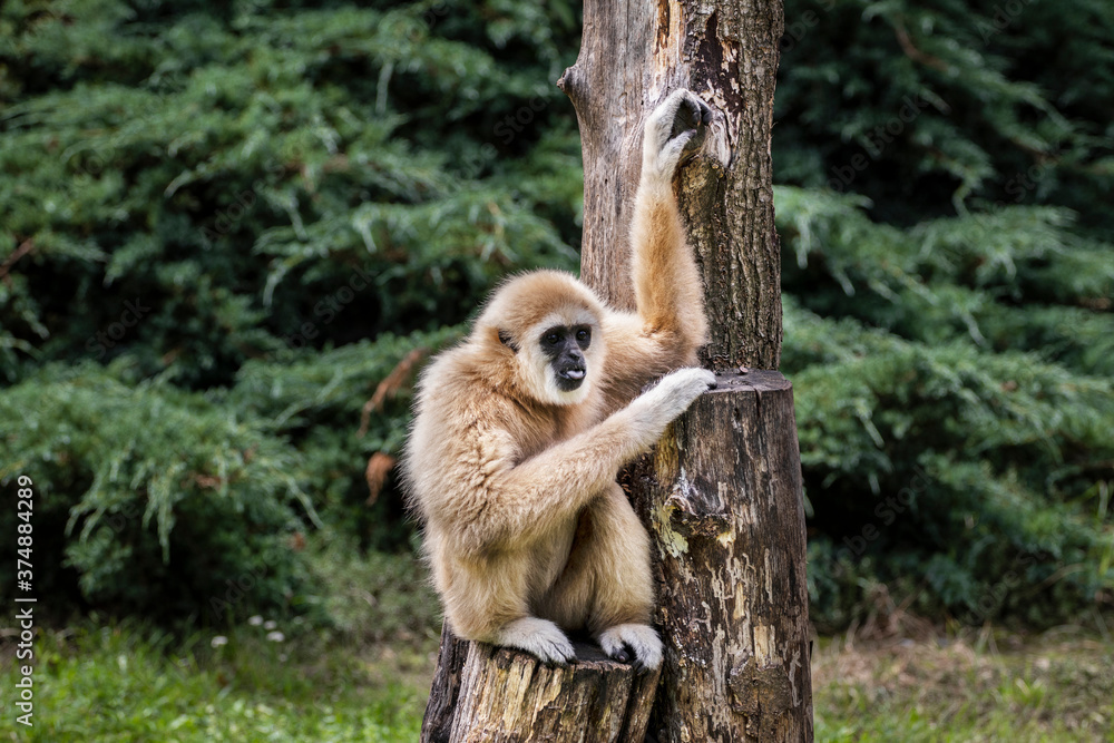 Gibbons belong to the group of lesser apes. Gibbons live in subtropical ...