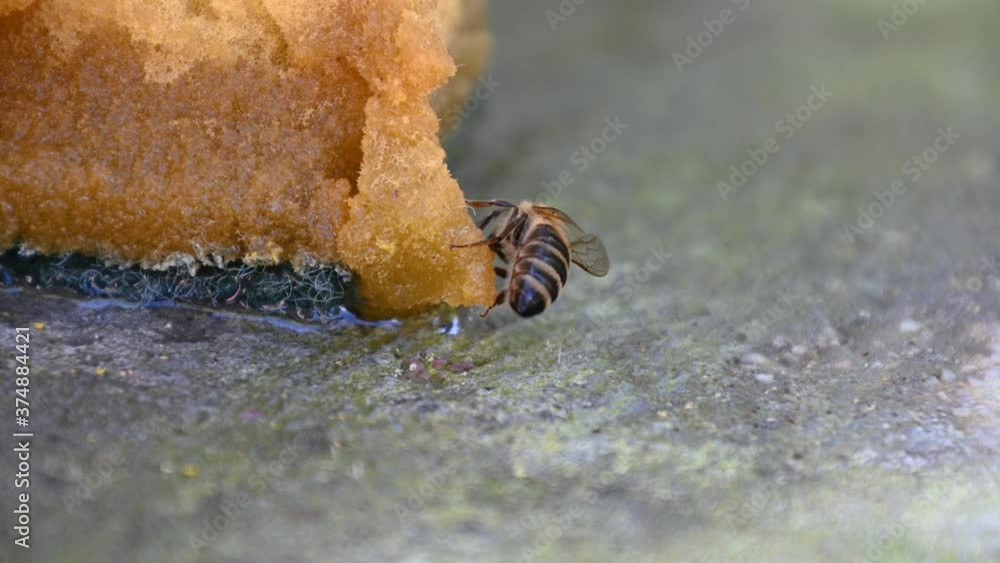 Apis mellifera carnica or Carniolan honey bee drinking water from wet ...