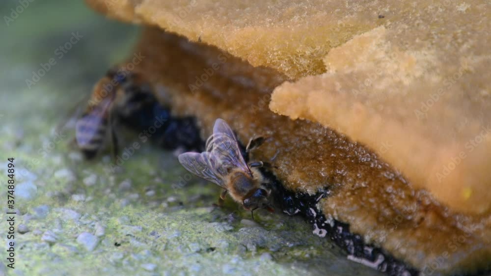 Apis mellifera carnica or Carniolan honey bee drinking water from wet ...