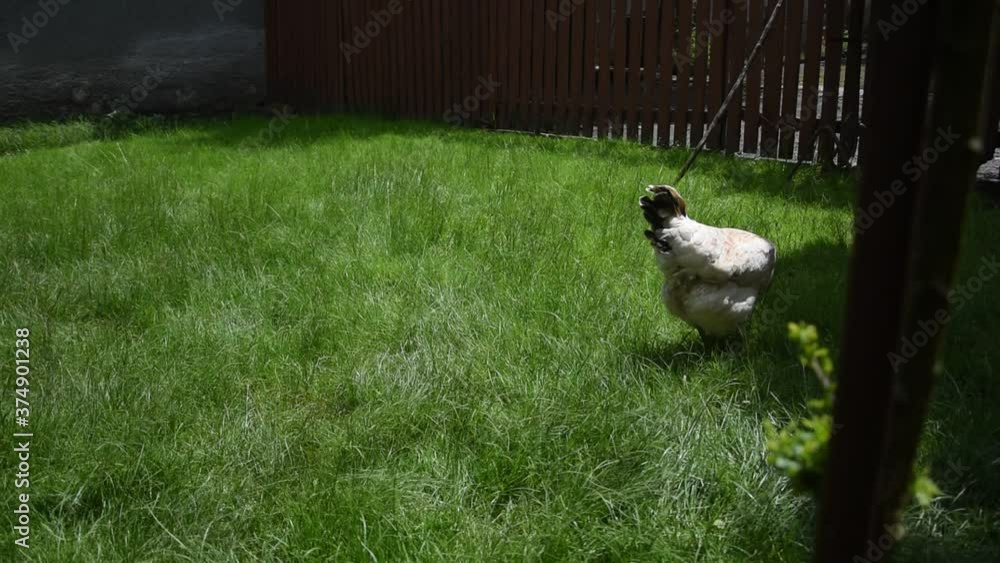 Backyard chicken farm naturally raised animals, cheerful animals in ...