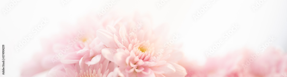 Nature of pink flower in garden using as cover page background natural ...