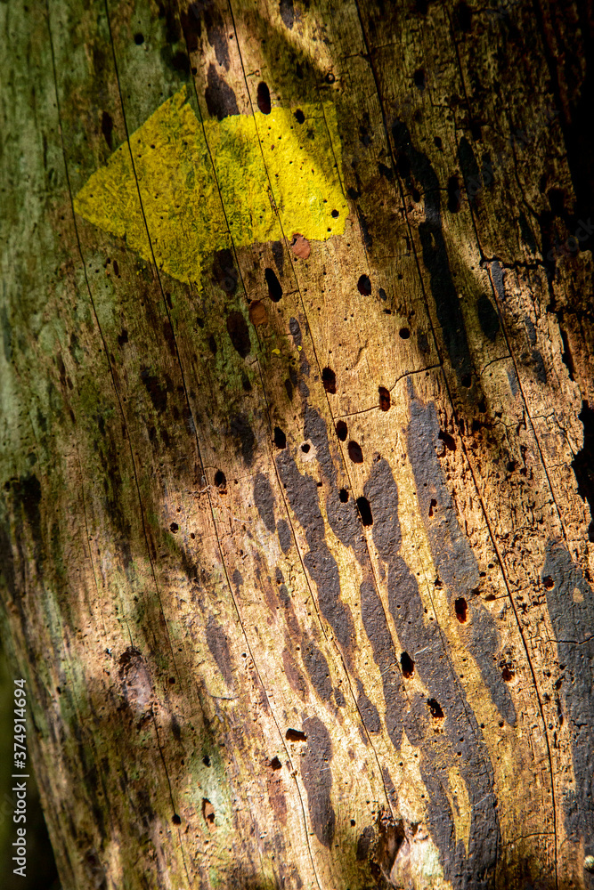 Tronco de árvore brasileira em close up com muita textura. Planta na ...
