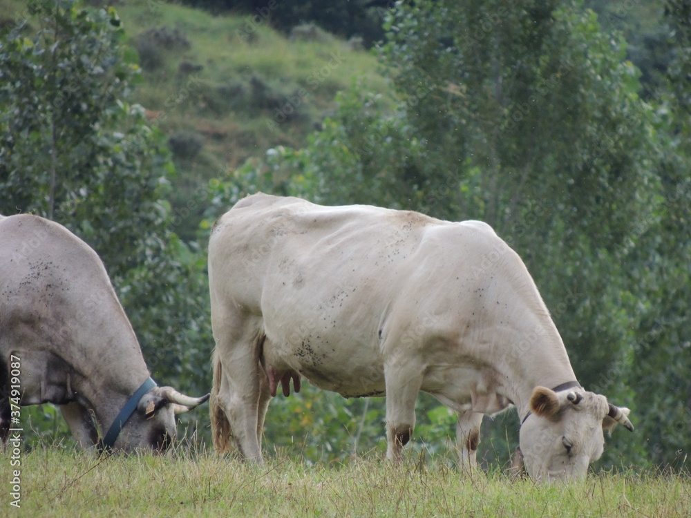 Vacas Stock Photo | Adobe Stock
