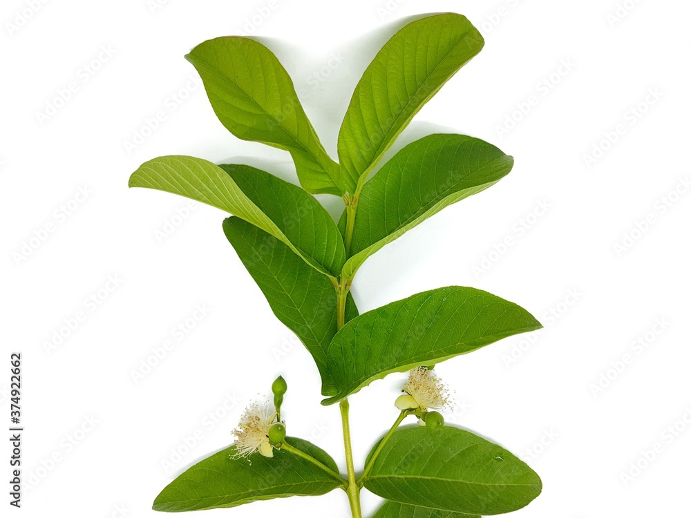 Guava leaves isolated on white background Stock Photo | Adobe Stock