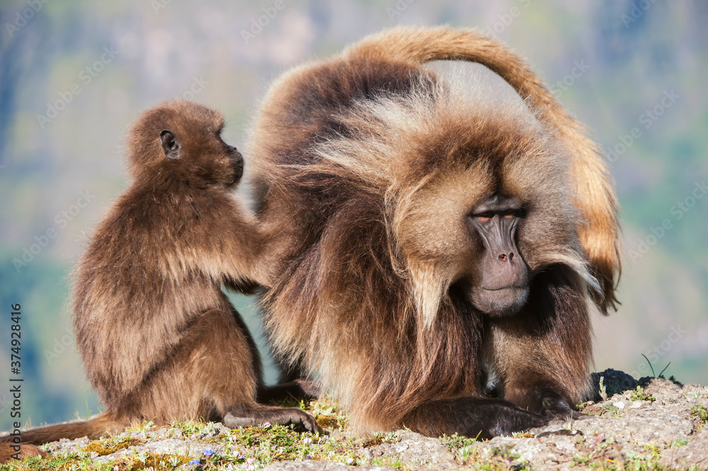 Gelada baboon (Theropithecus Gelada) grooming each other, Simien ...