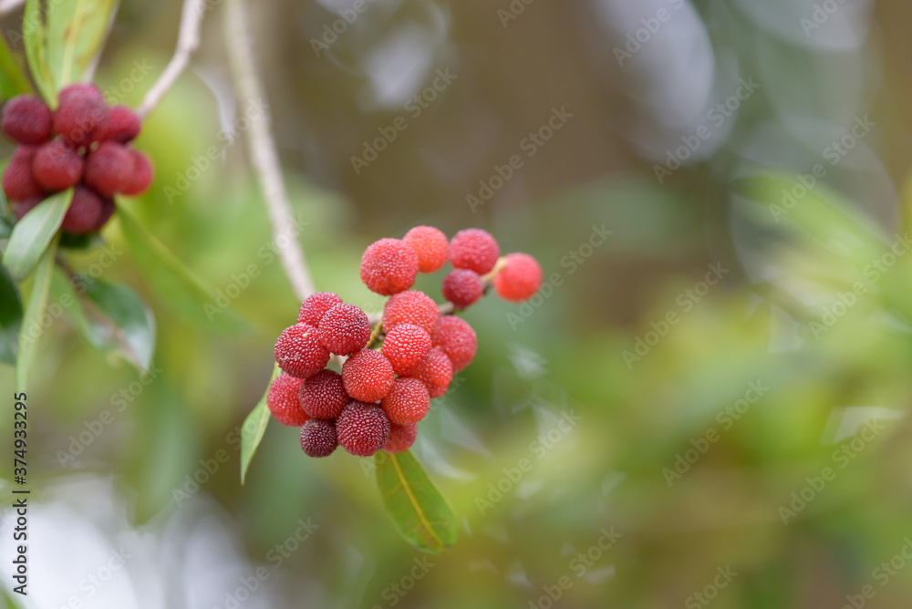 Red fruits of Japanese bayberry, on the branch Stock Photo | Adobe Stock