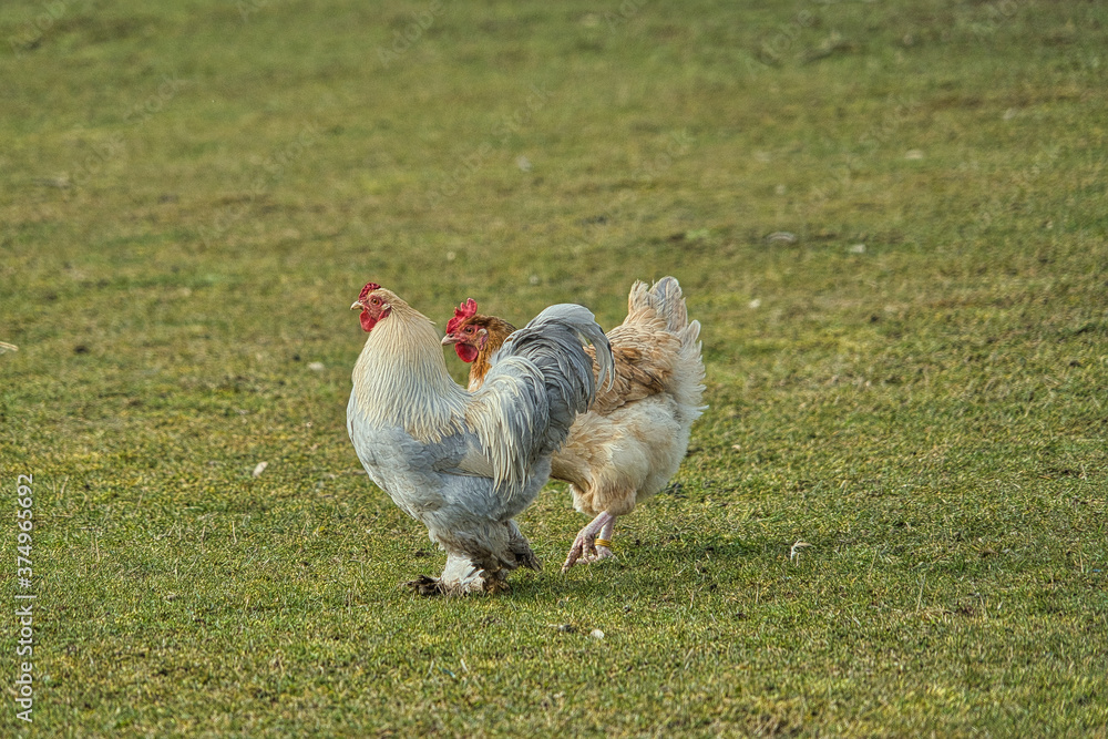 Hübscher wuscheliger Hahn mit seiner Huhn Freundin auf einer Wiese ...