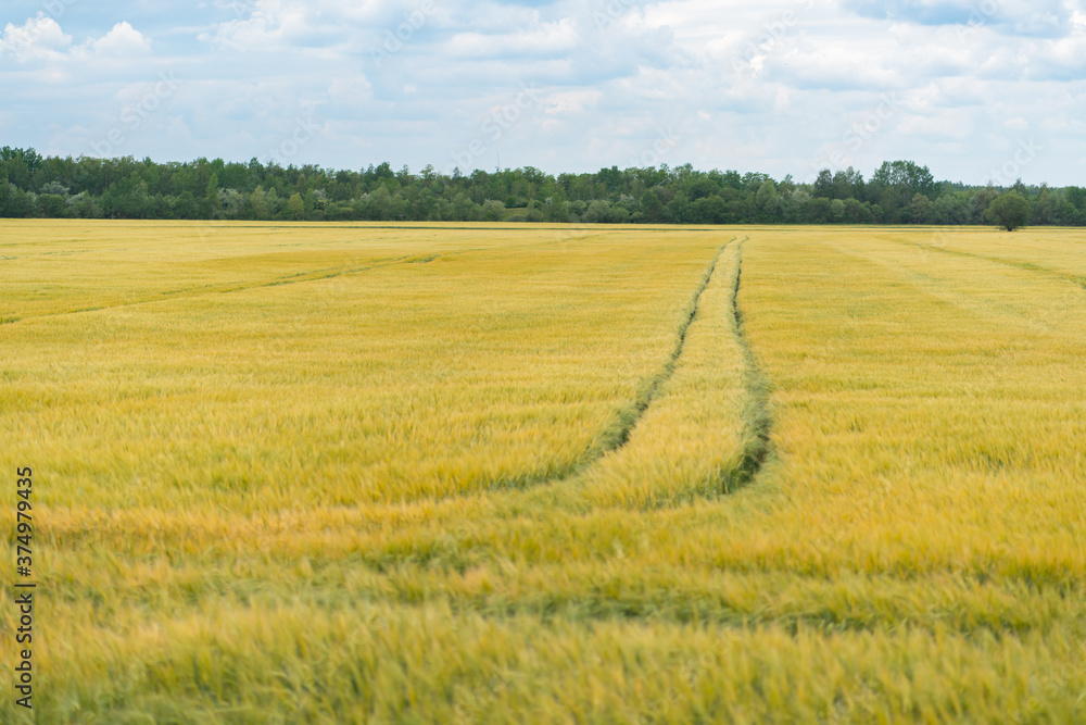 gelbes Getreide Feld mit symetrischer Traktorspur Stock-Foto | Adobe Stock