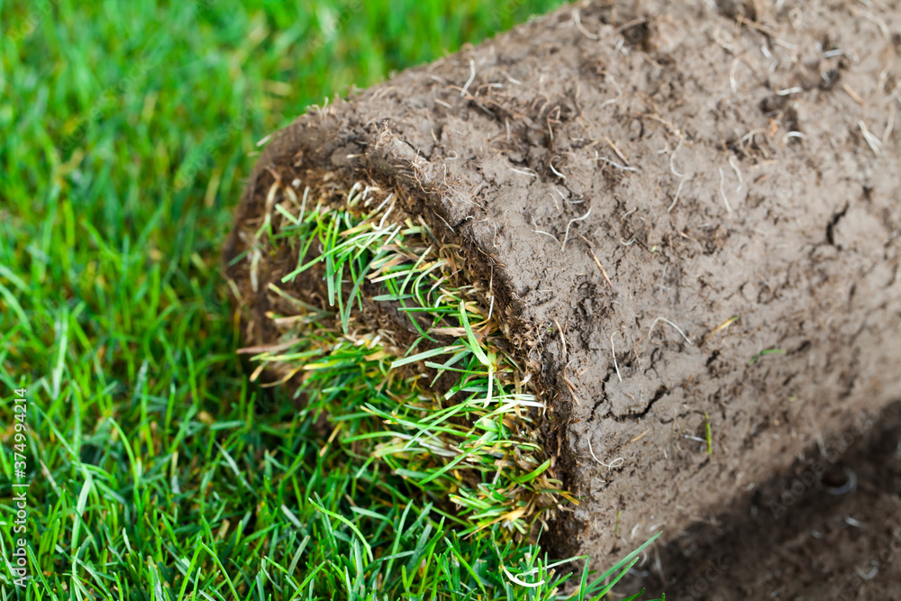 Grass Stock Photo | Adobe Stock