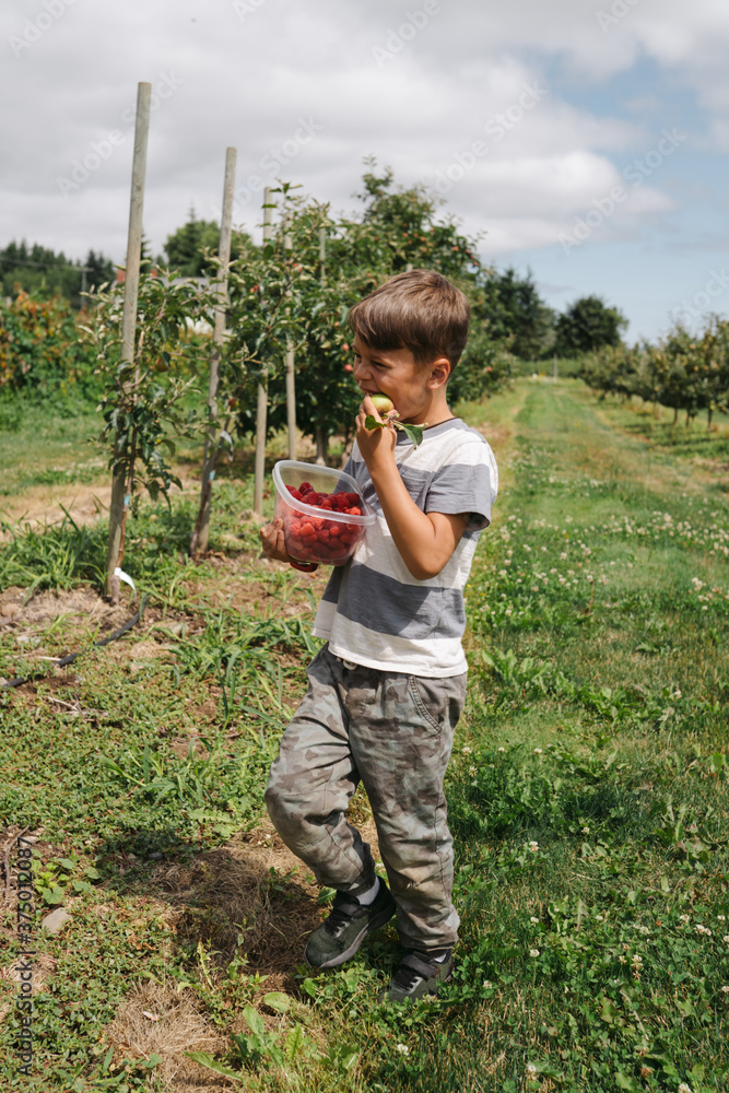 Happy, shirtless boy picking raspberries in summer Stock Photo | Adobe ...
