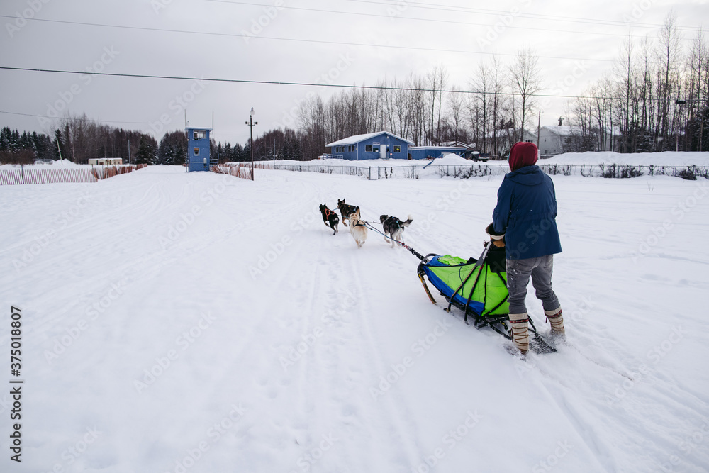Dogs pulling sled and pulling tourist in winter Stock Photo | Adobe Stock