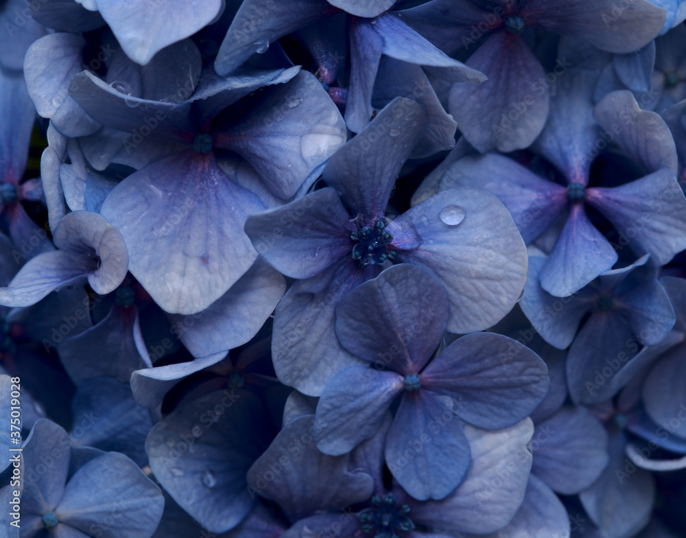 Natural floral background of blue flowers of Hydrangea macrophylla ...