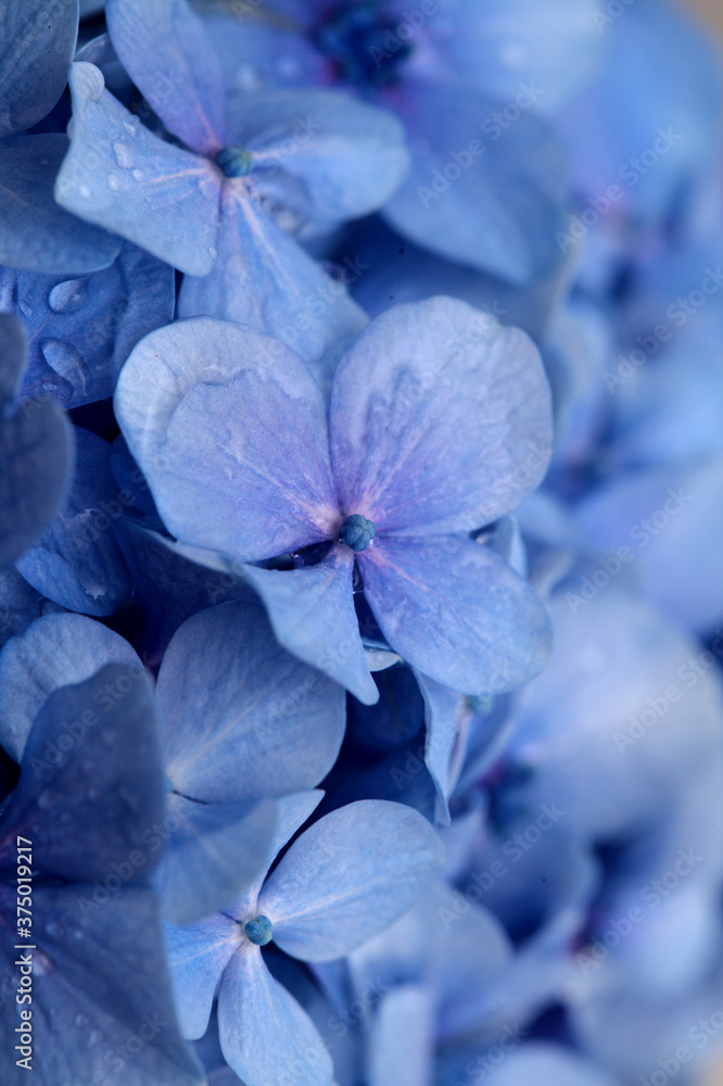 Natural floral background of blue flowers of Hydrangea macrophylla ...