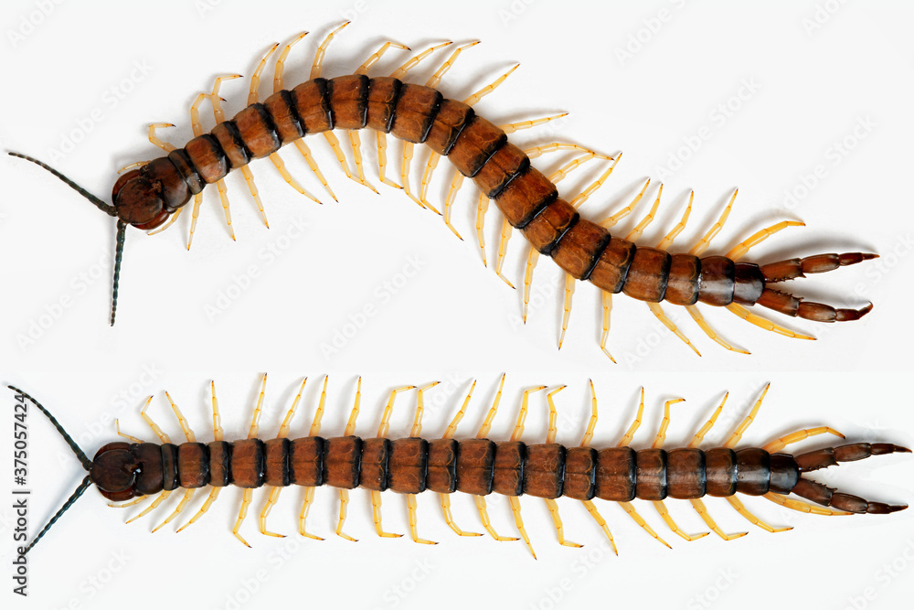 Centipede on white background. Top view of Scolopendra morsitans on ...