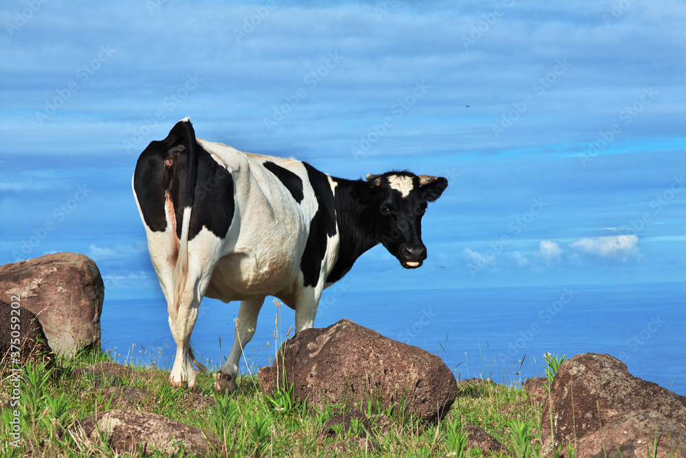 Rapa Nui. The cow in Rano Kau volcano, Rapa Nui, Easter Island, Chile ...