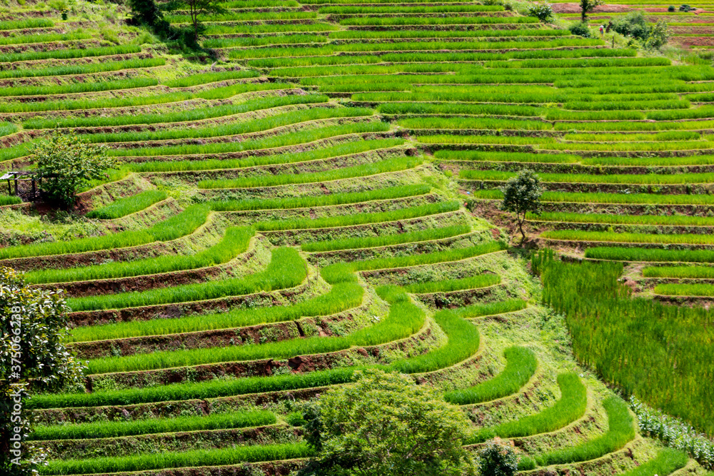 Rice planting on the mountain, Rice terraces at Ban Pa Pong Piengin ...