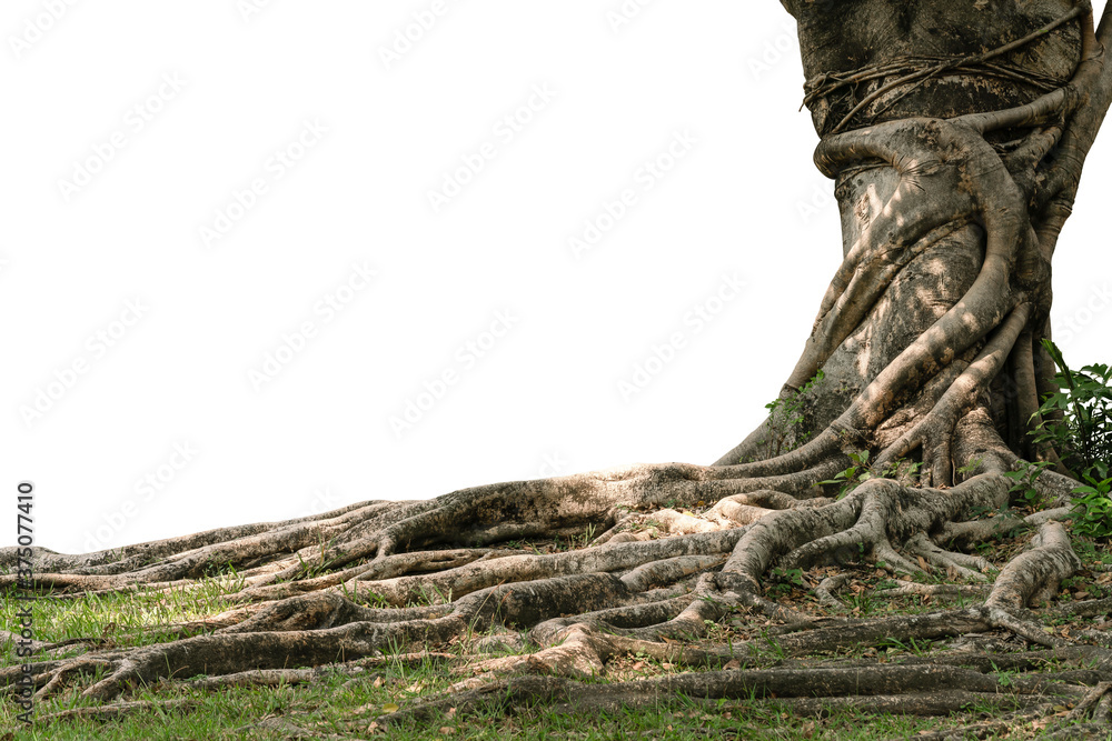 Picture of roots tree cut isolated on white background Stock Photo ...