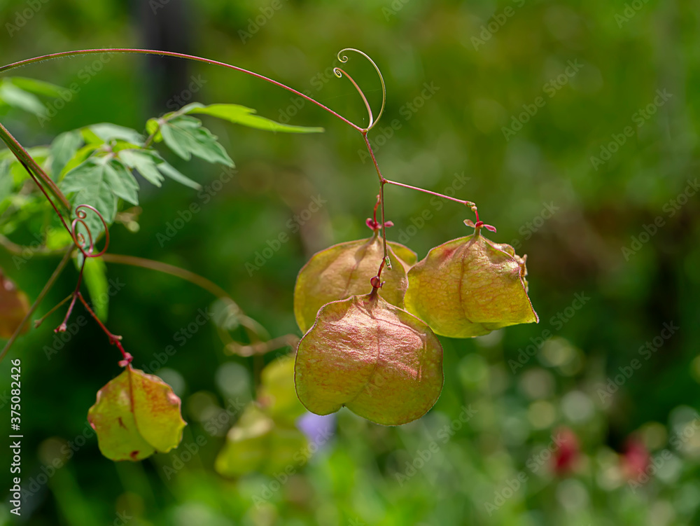 Balloon vine plant. (Cardiospermum halicacabum) Stock Photo | Adobe Stock