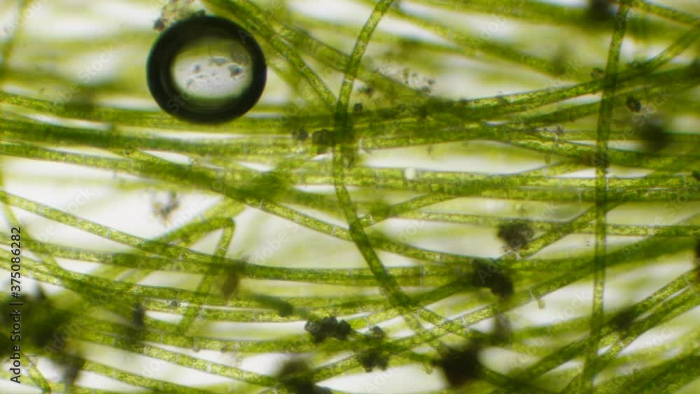 Chloroplast under a microscope. Cell division. Cell structure. Cell ...