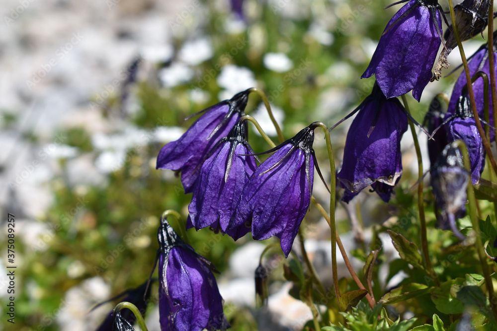 Gebirgsblume Alpen Pflanze Knospe Erdbeere Knospe Pflanze - Kostenloses ...