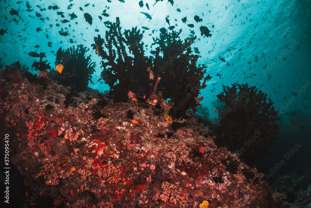 Underwater tropical reef scene, schools of small fish swimming together ...