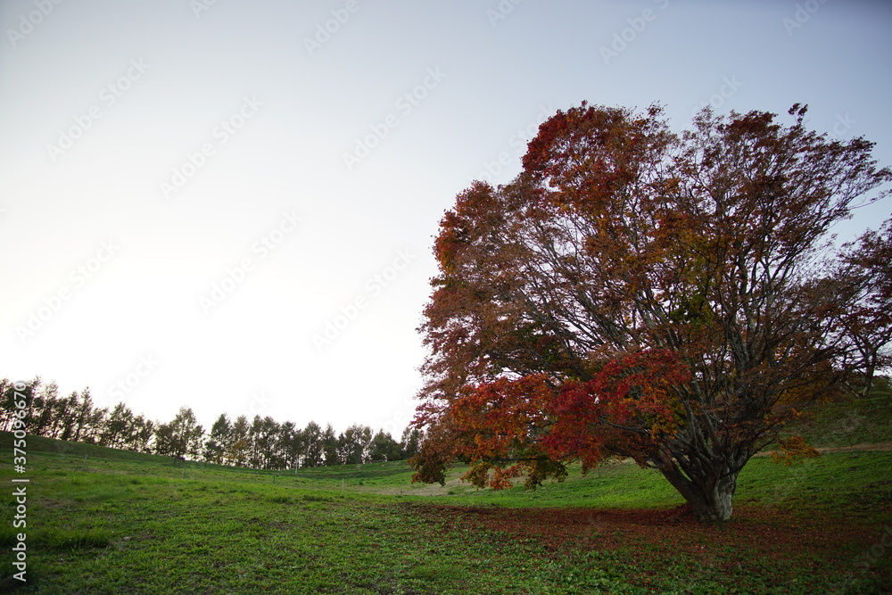 Autumn color tree called KAEDE, in the beautiful green field of Japan ...