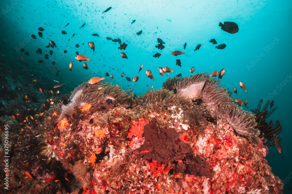 Underwater tropical reef scene, anemone or nemo clown fish swimming in ...
