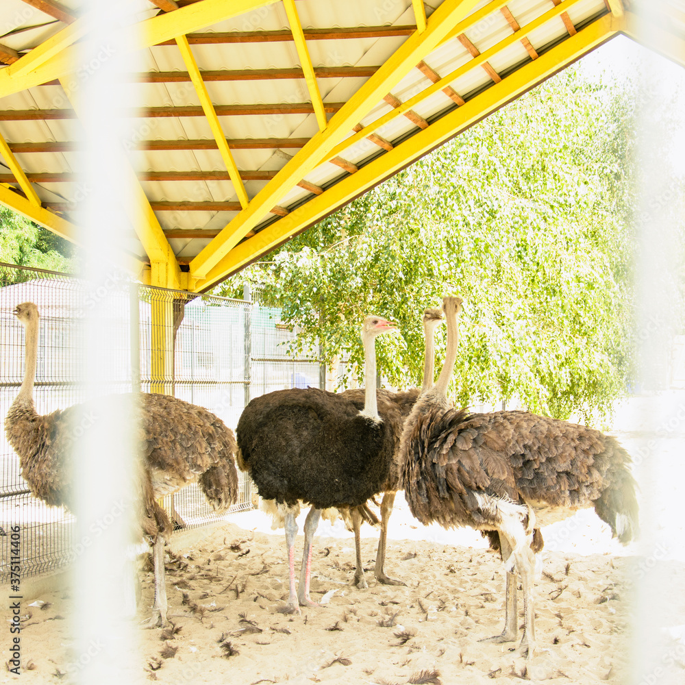 Elephant Bird Egg Vs Ostrich Egg Magnificent Egg of an Aepyornis ...