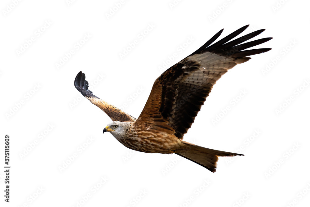 Majestic red kite, milvus milvus, in flight isolated on white ...