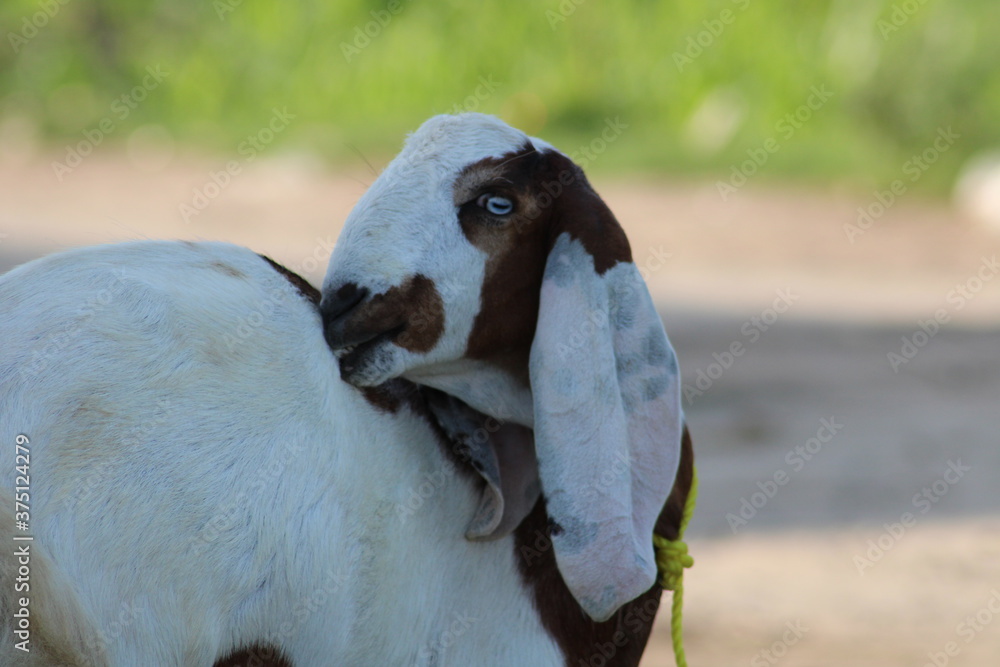 Indian White Goat