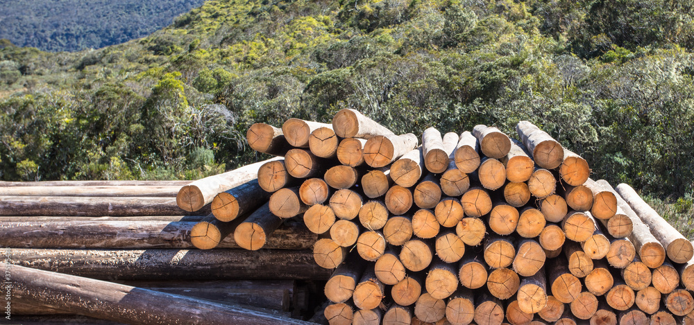 Toras de madeira cortadas e empilhadas Stock Photo | Adobe Stock