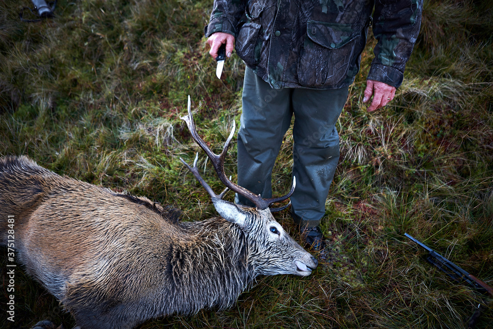 A hunter holding a knife getting ready to cut off a deer's head after ...